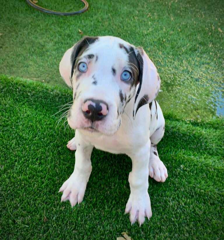 Great Dane Growth Chart - mygreatdane.org Great Dane Growth Chart ...
